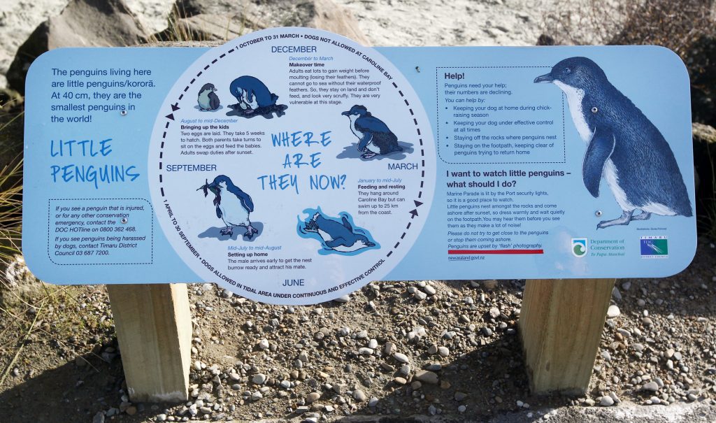 Timaru Penguins | Geraldine New Zealand